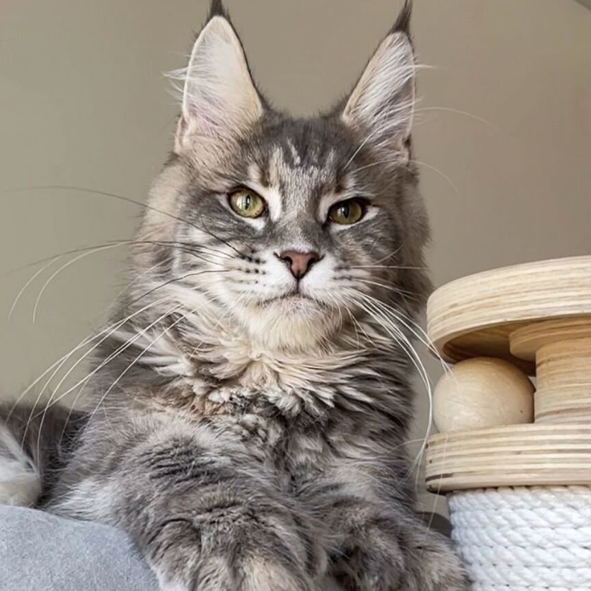 Котята мейн-кун полидакт