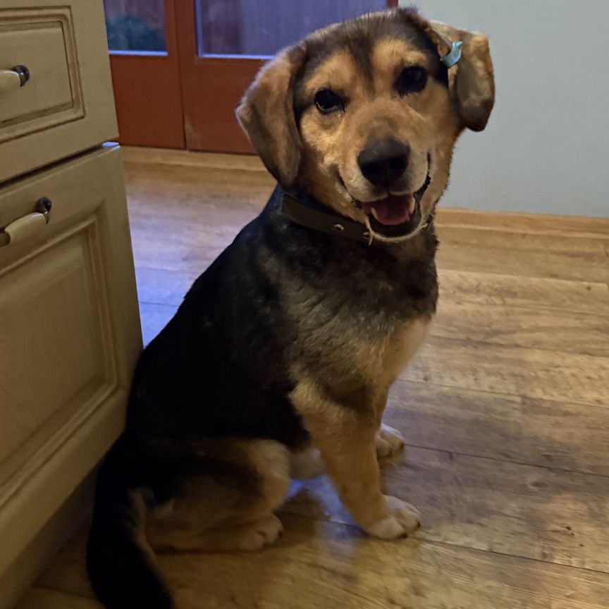 Взрослый пёс в добрые руки