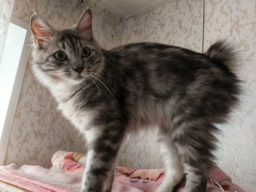 Отдам породистую кошку в добрые руки