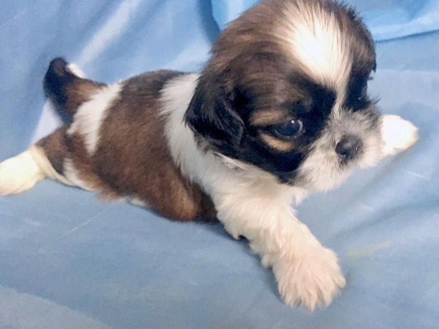 Щенки Ши-тцу