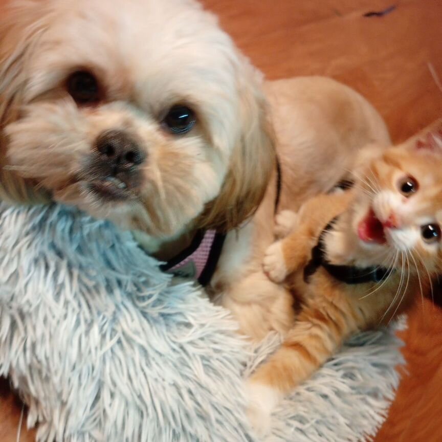 Собака в добрые руки