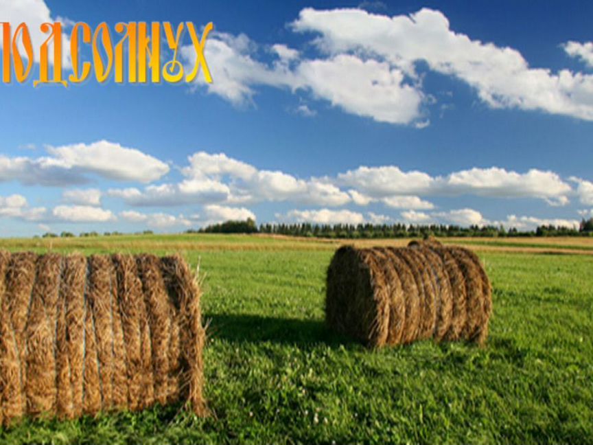 Сено, сено в кипах и рулонах