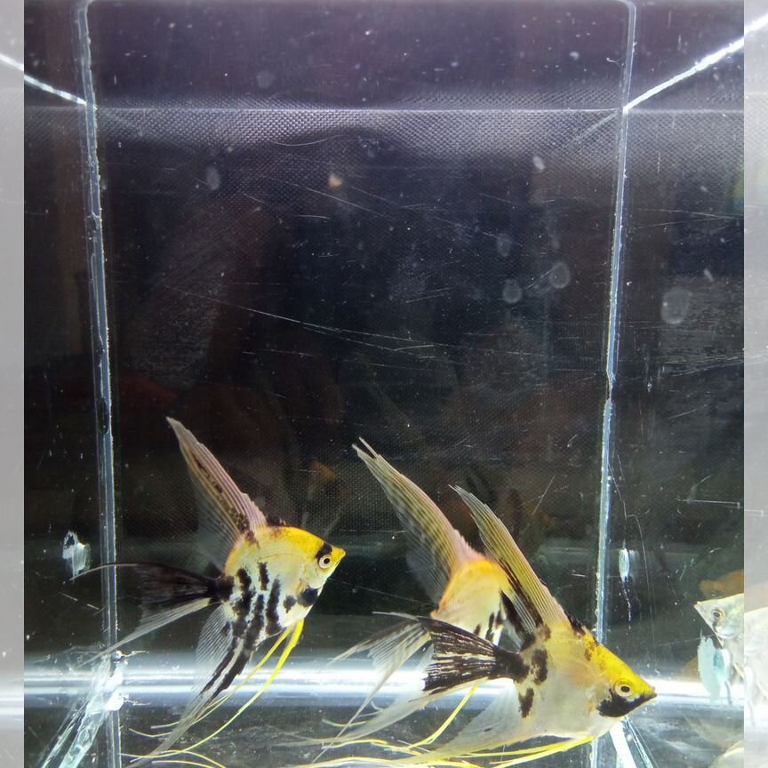 Скалярии, меченосцы