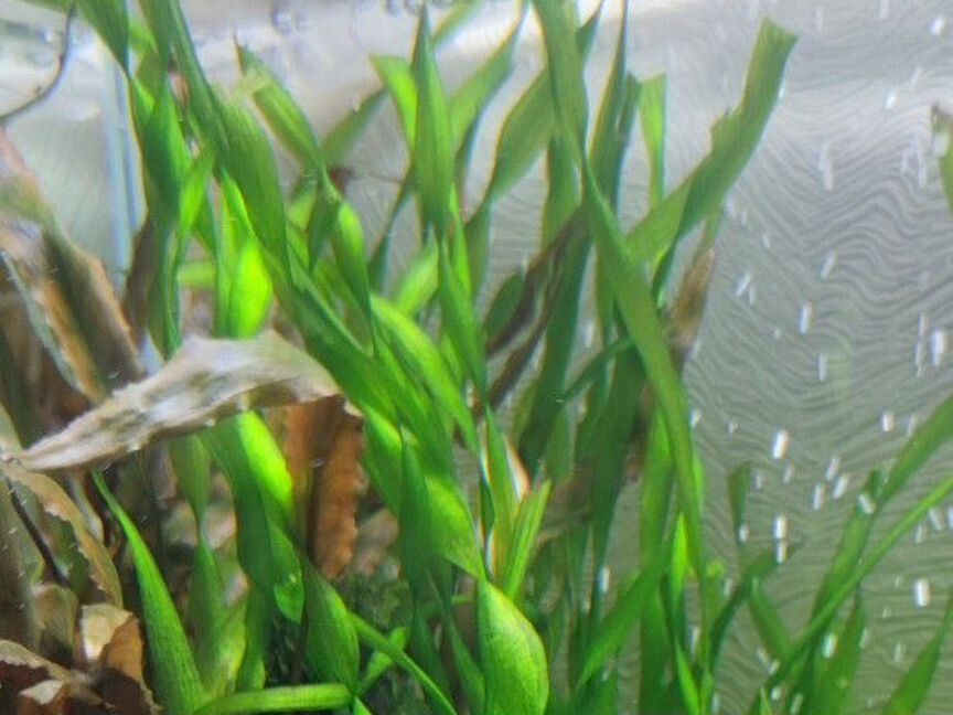 Валиснерия спиральная прополка