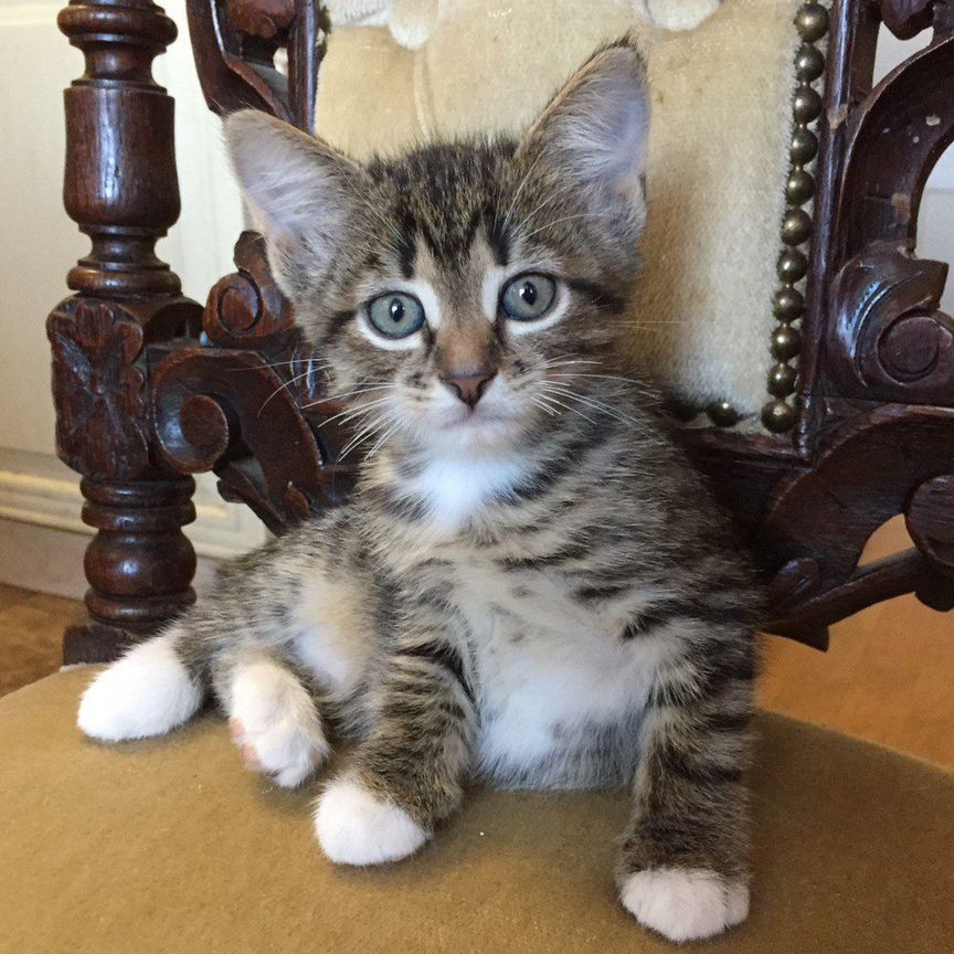 Котенок 1,5 месяца от домашней кошки