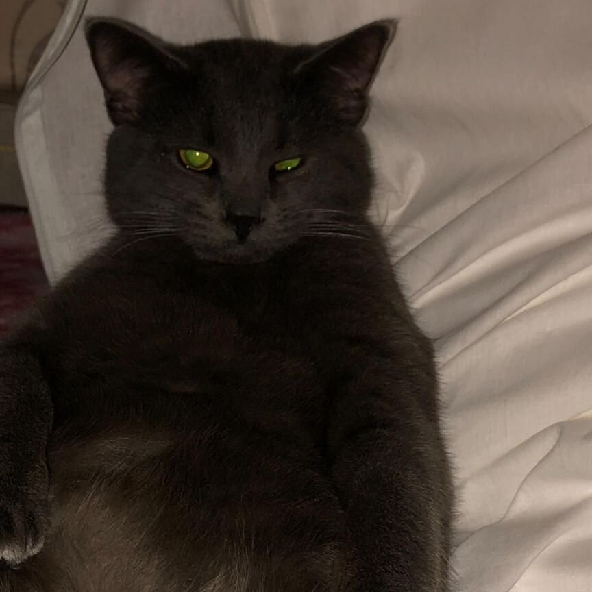 Кот русская голубая