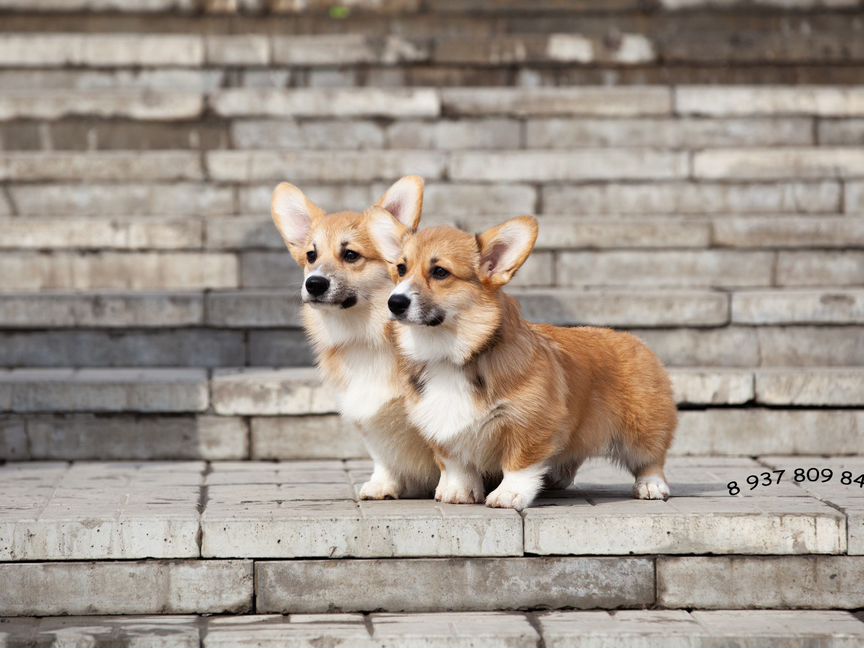 Щенки корги