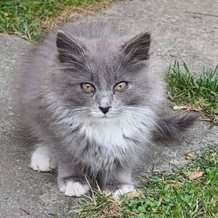 Котята в добрые руки бесплатно