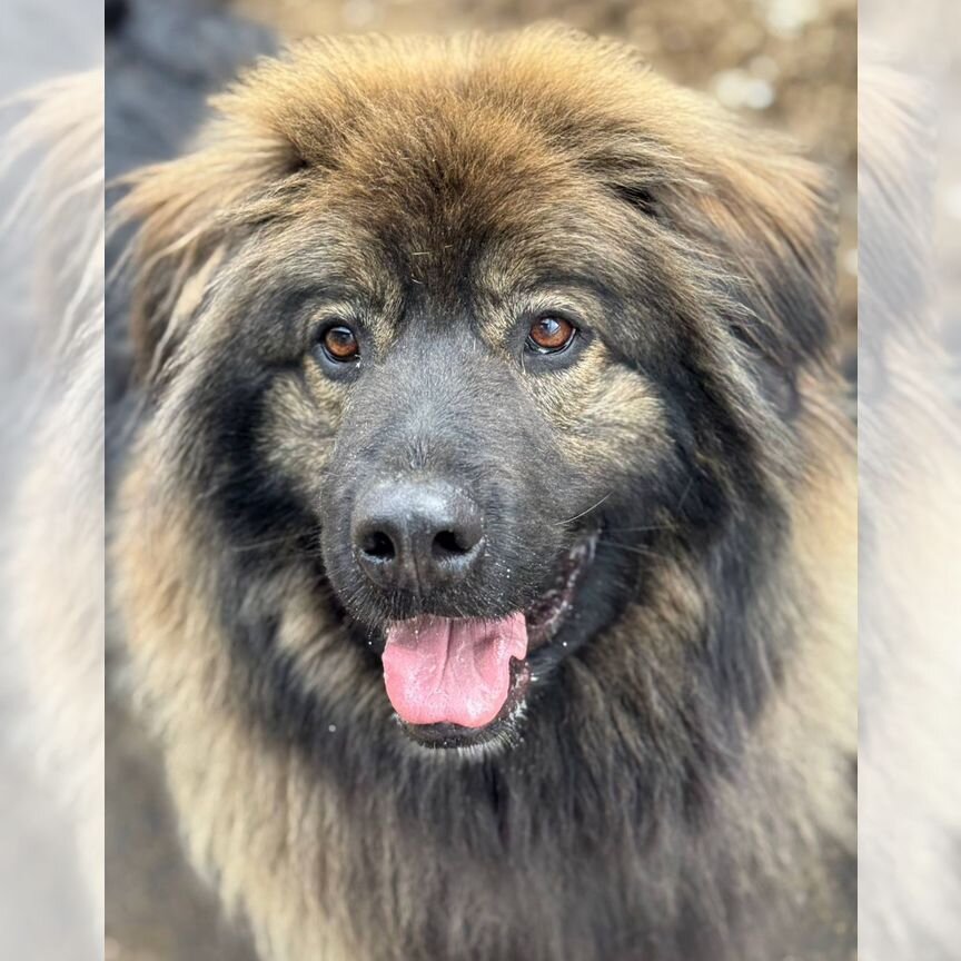 Взрослый пёс в добрые руки