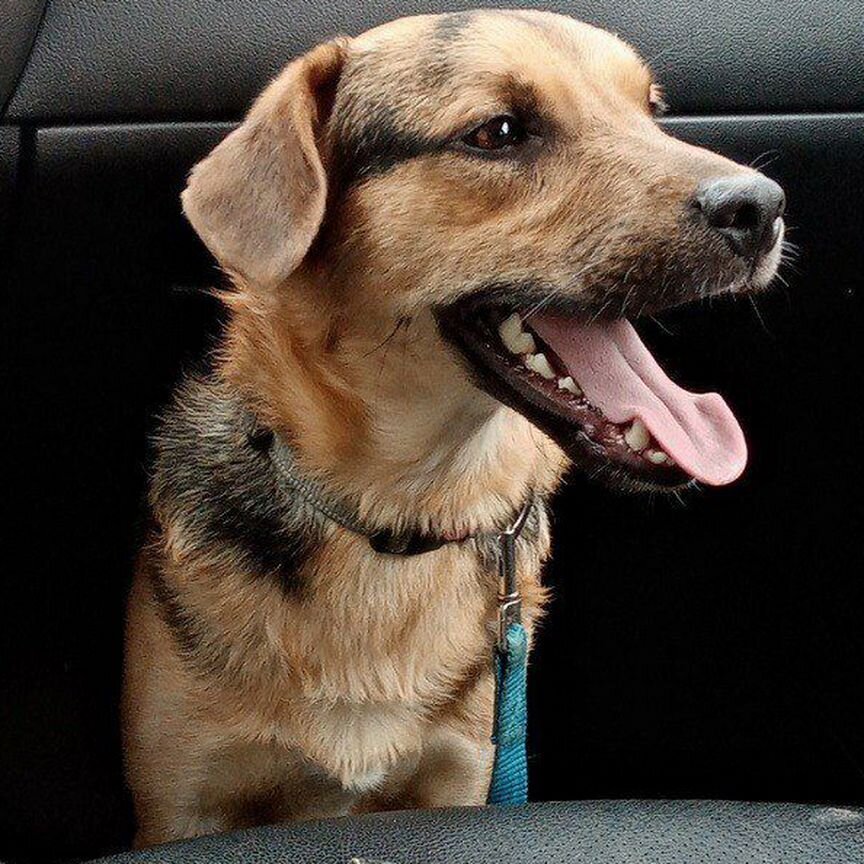 Собака в добрые руки