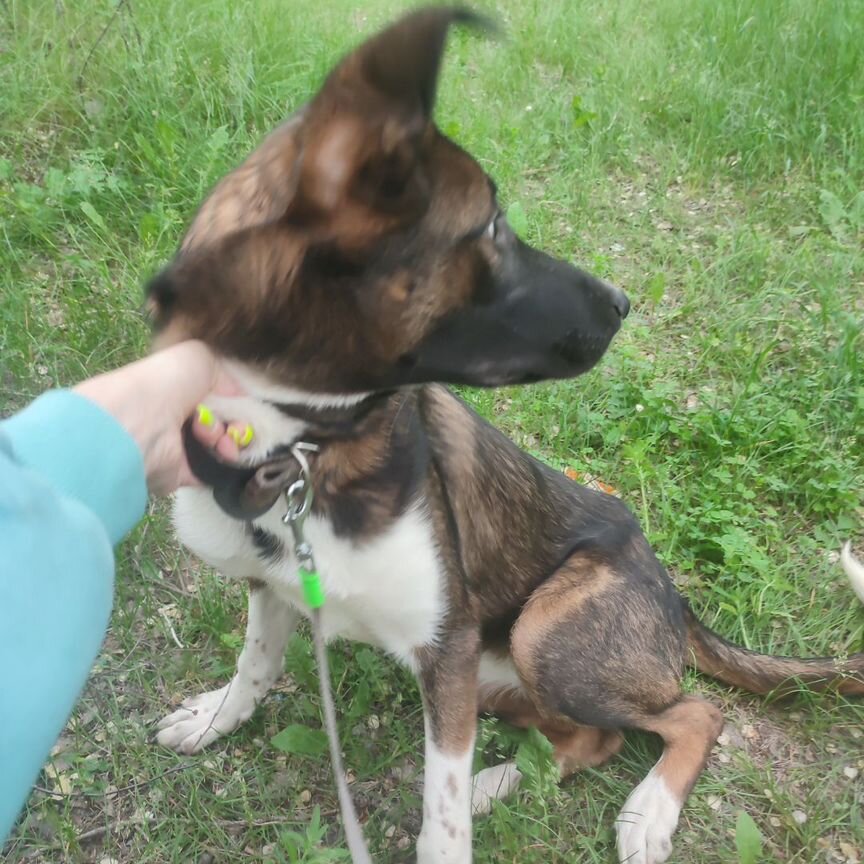 Собака в добрые руки отдам бесплатно