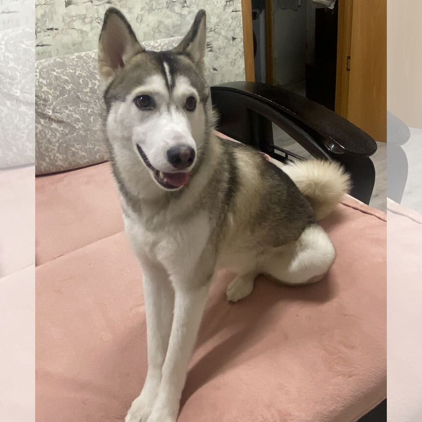 Сибирский хаски, щенок