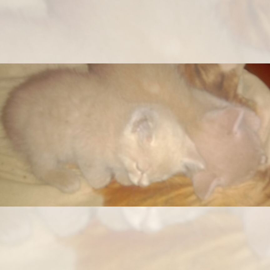 Котята отдам в добрые руки бесплатно
