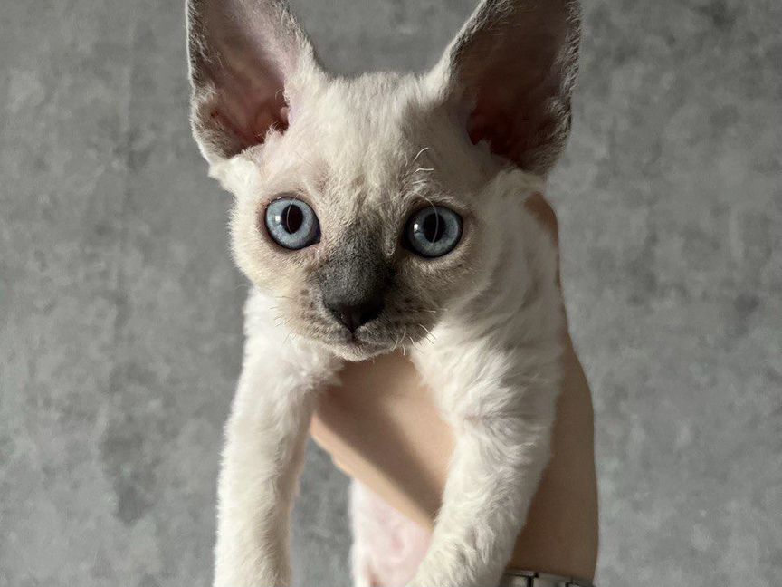 Девон-рекс кошка