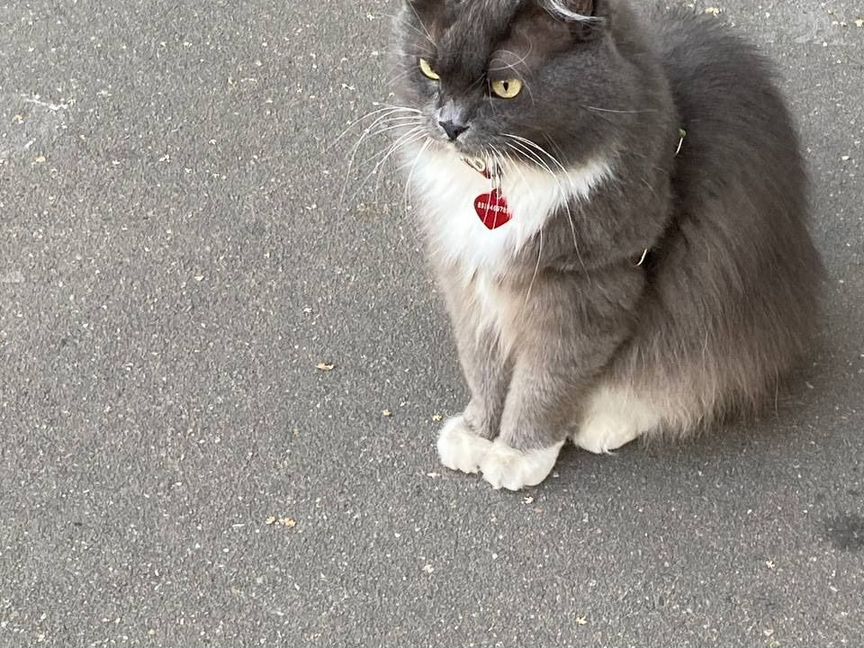 Кастрированный котик в добрые руки