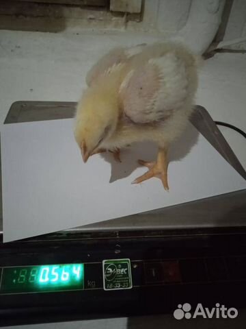 Суточные цыплята бройлер росс308, кобб500