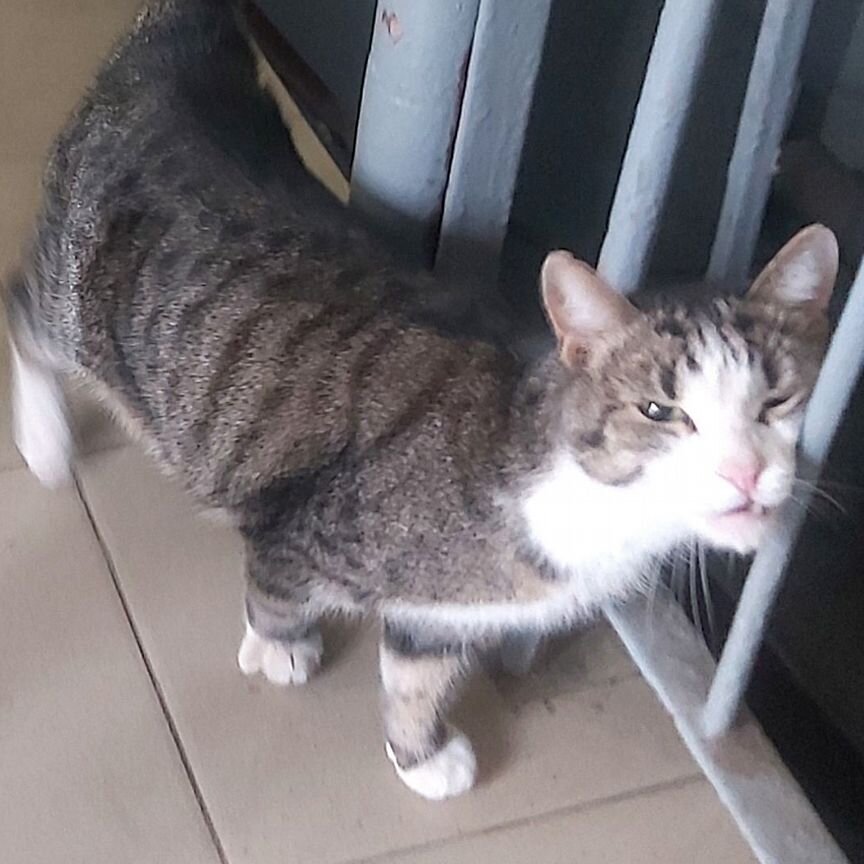 Взрослый кот в добрые руки