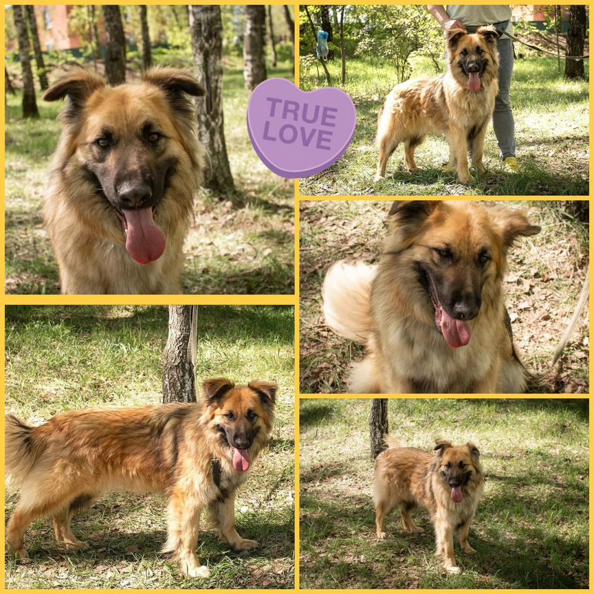 Лучший друг и компаньон Амиго ищет любящую семью