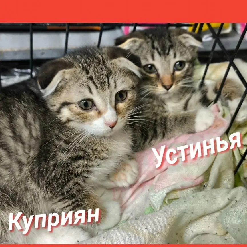 Котята в добрые руки вислоушки