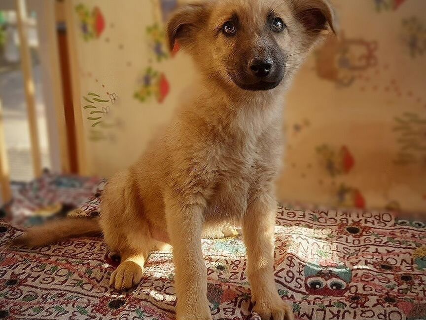 Щенок в поисках дома