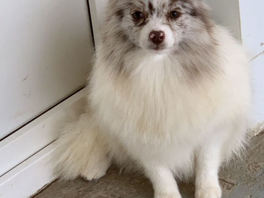 Девочка шпица