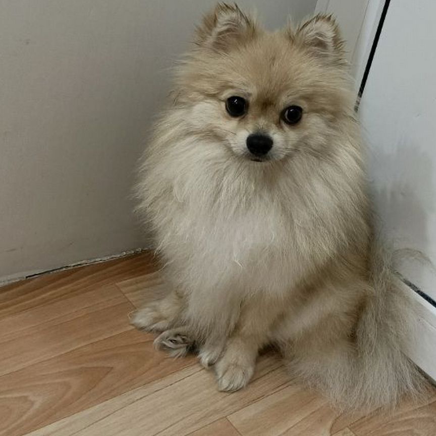 Немецкий шпиц, вязка