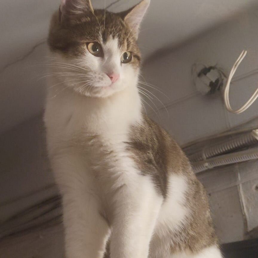 Найден кот, возраст до года