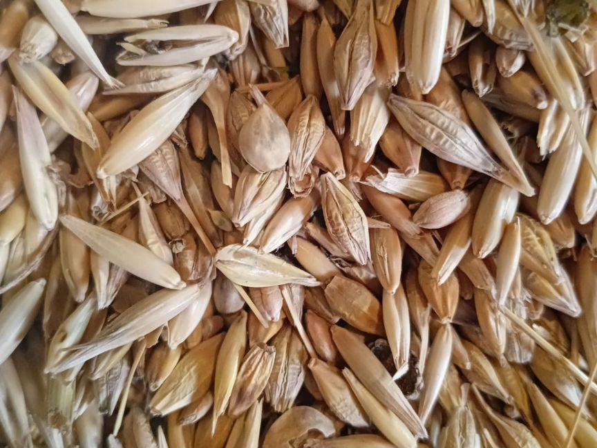 Ячмень, овес, пшеница