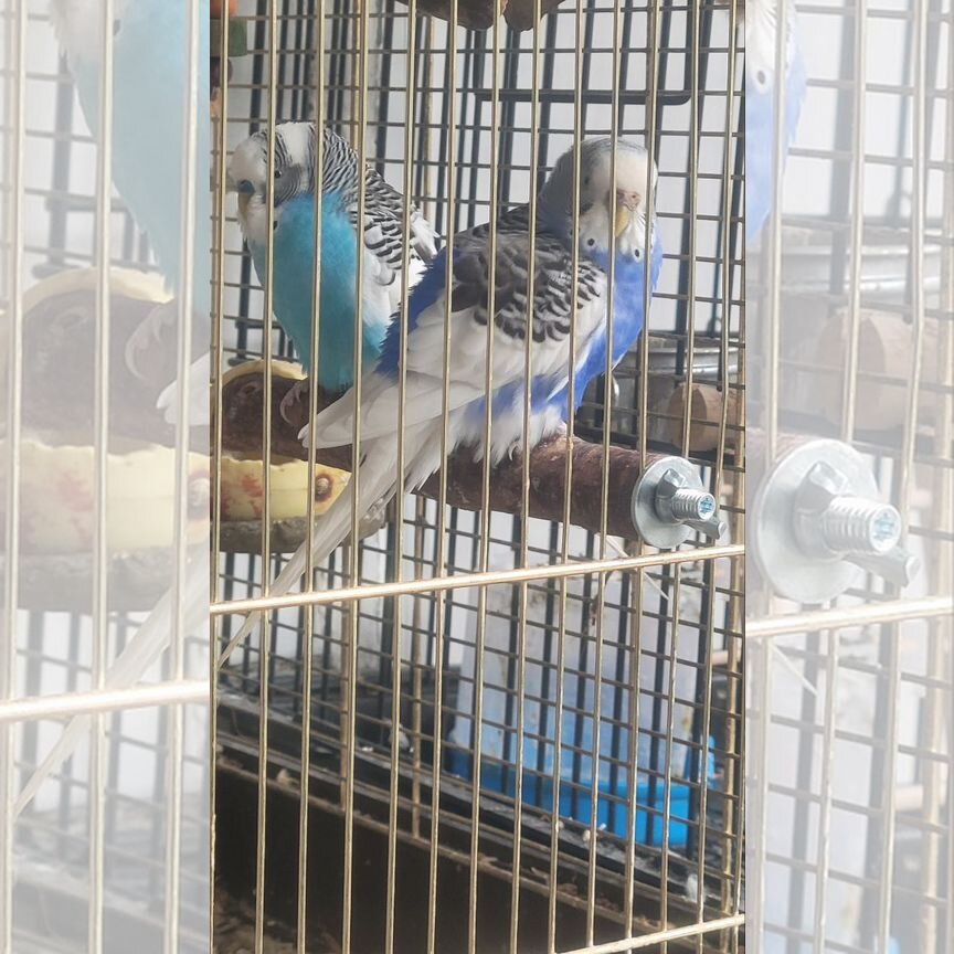 Волнистый попугай