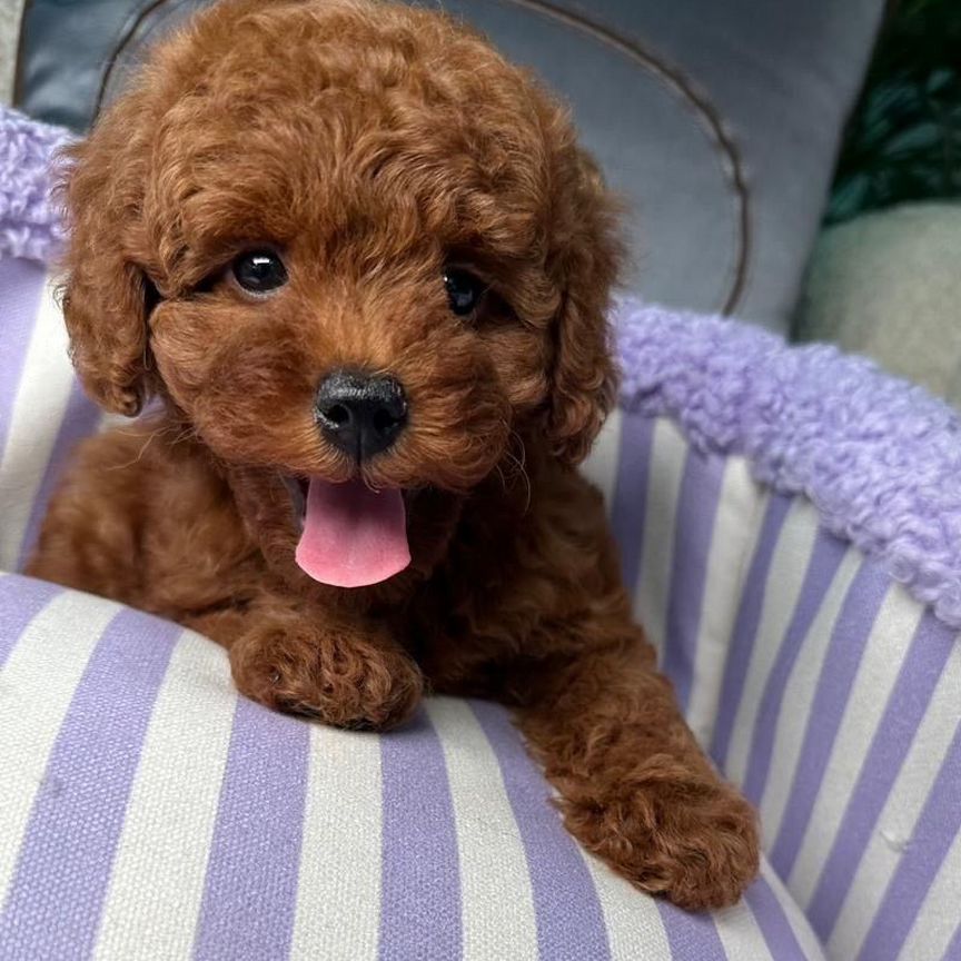 Той-пудель, щенок