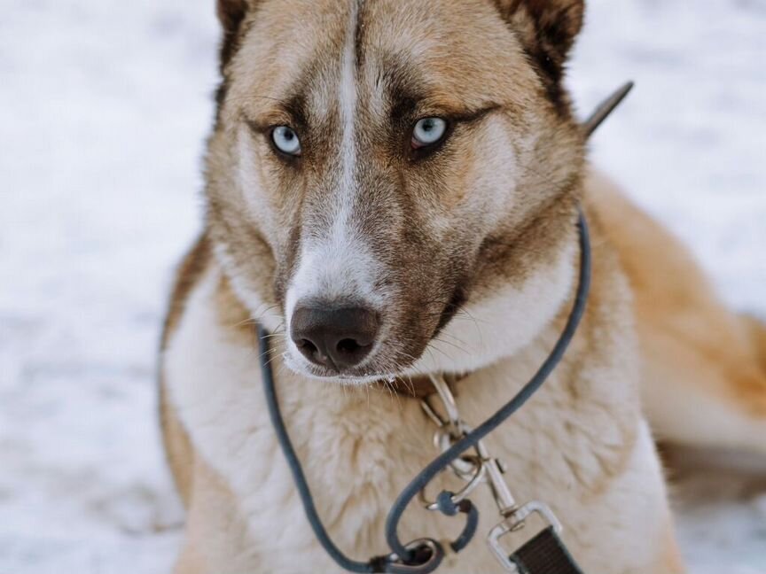 Красавица собака Джесси из приюта в поисках семьи
