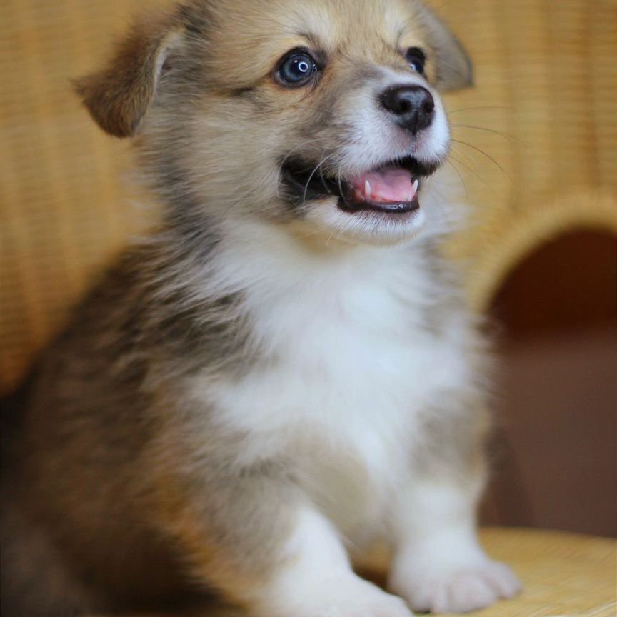 Очаровательный малыш Вельш корги пемброк