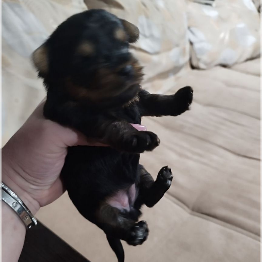 Щенки йорка