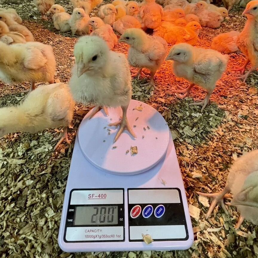 Цыплята бройлеры 7 дневные