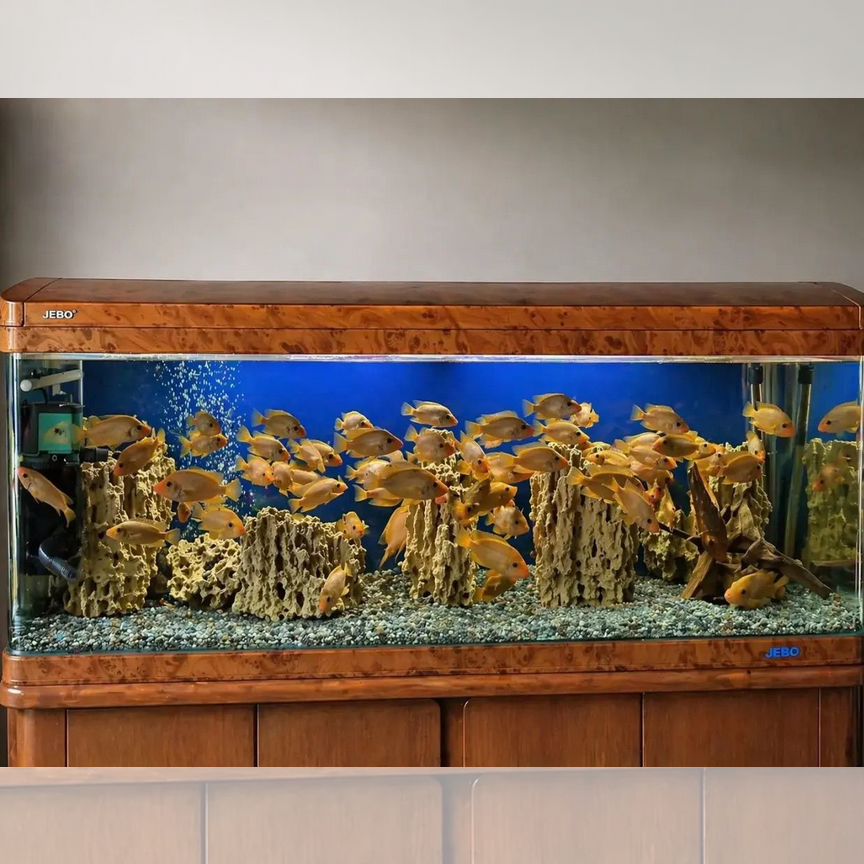 Цитрон рыбка