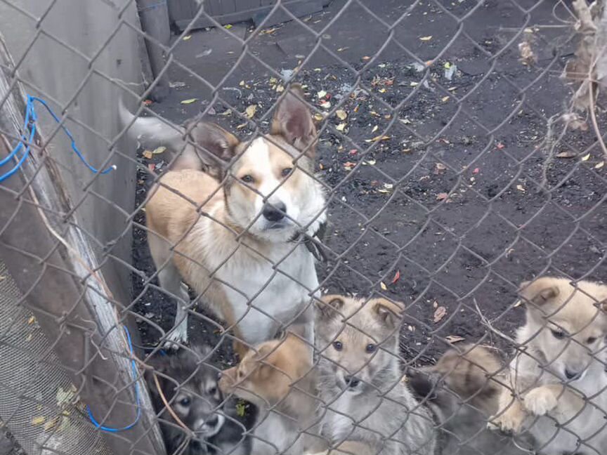 Щенок в добрые руки бесплатно