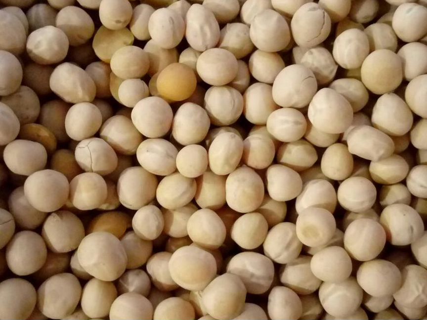 Пшеница, ячмень, овес, кукуруза, просо, горох для