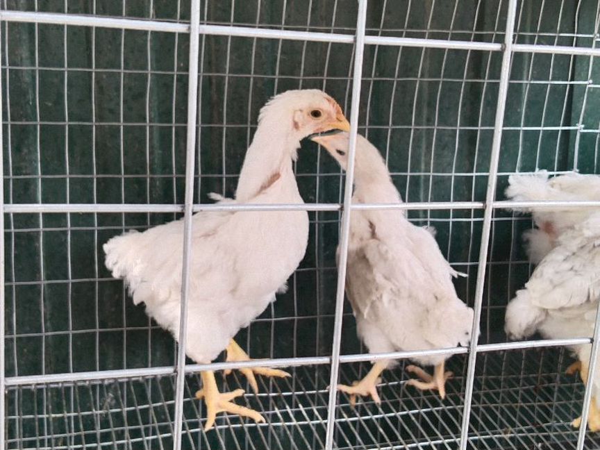 Плимутрок белый