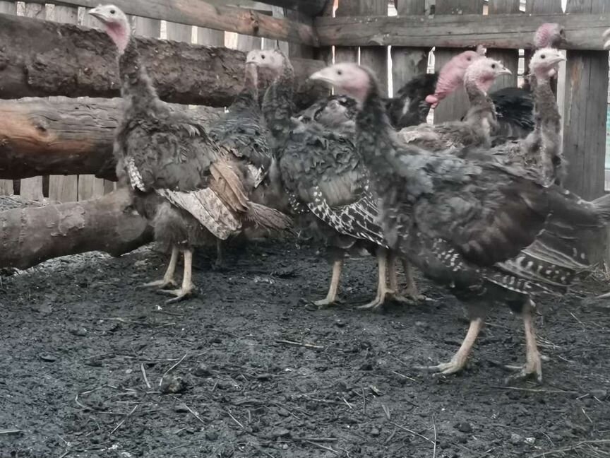 Индюки домашнии Бронза 9 мес