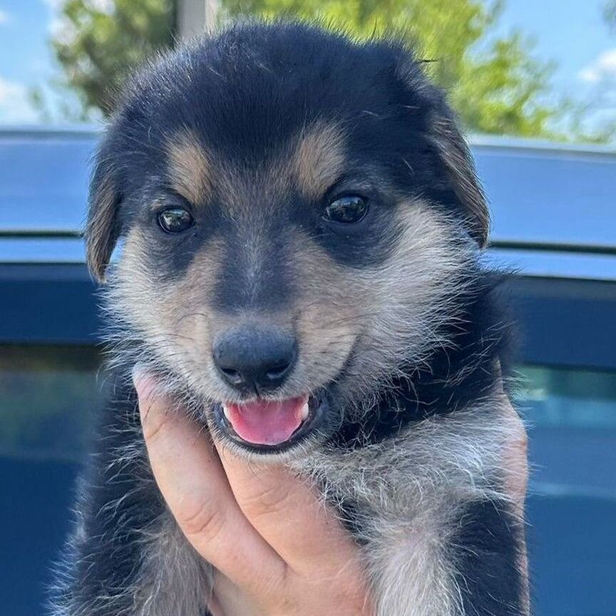 Щенок в добрые руки