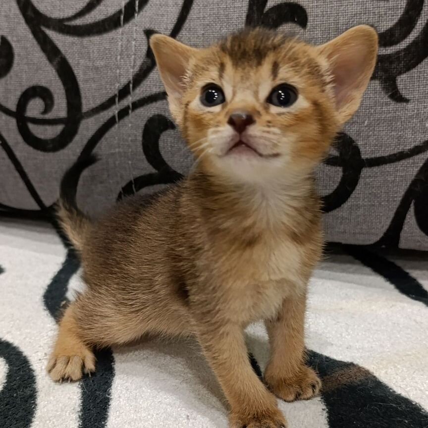 Абиссинские котята