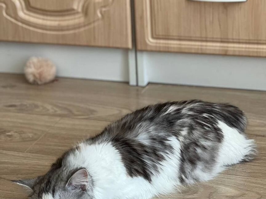 Кот в добрые руки