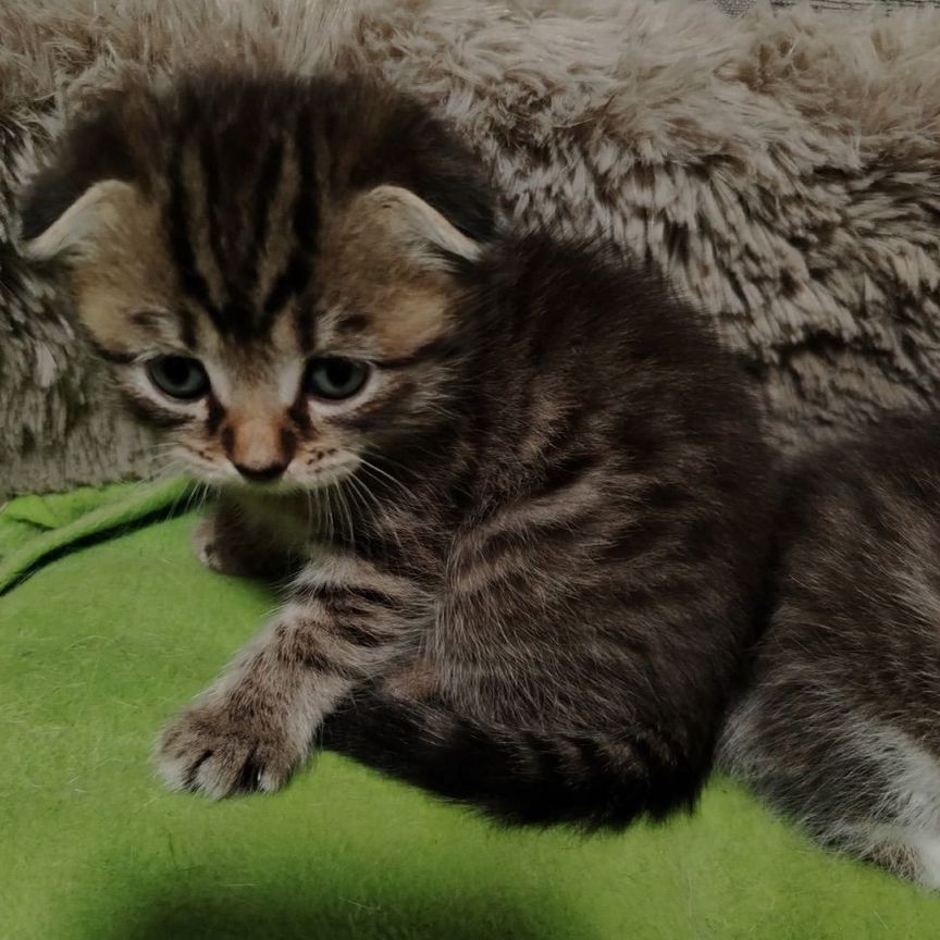 Шотландский вислоухий длинношёрстный котёнок