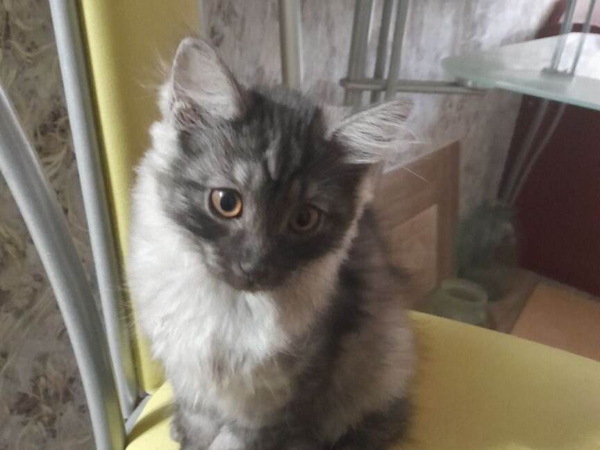 Сибирская кошка бесплатно