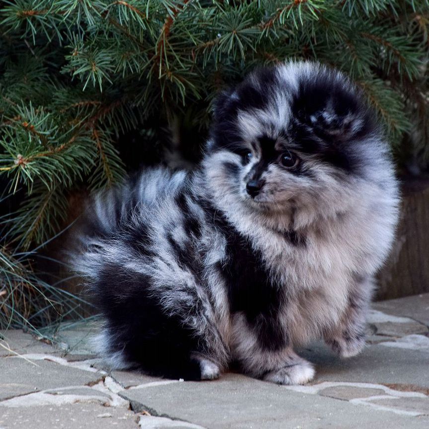 Мраморный шпиц