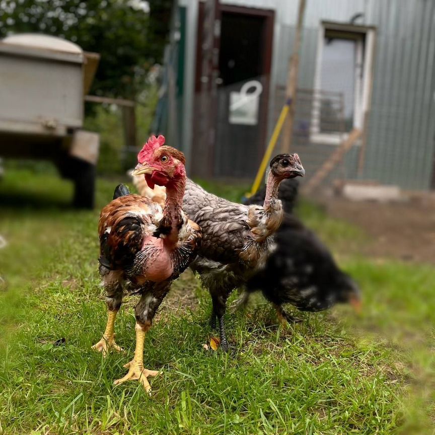 Куры Голошейки и Падуан