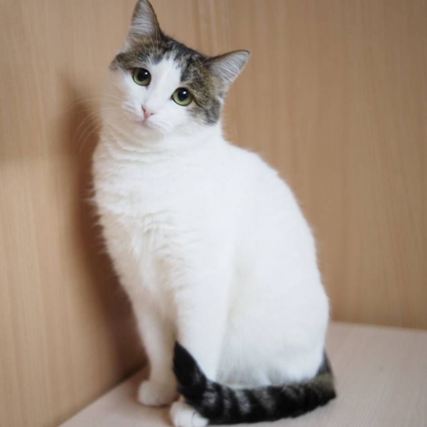 Кошечке очень нужен дом