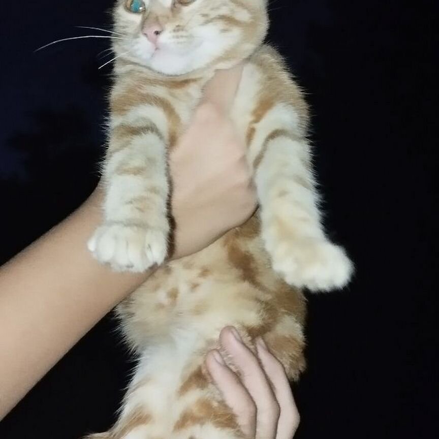 Кошка рыжая, маленькая
