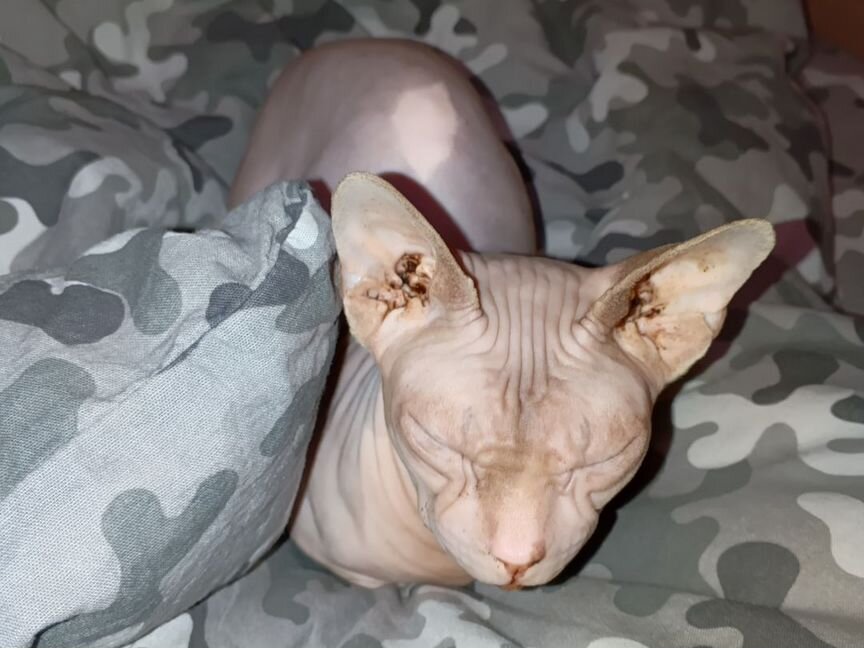 Канадский сфинкс бамбино