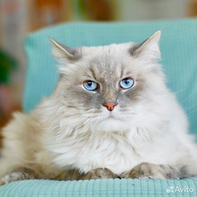 Дориан Грей в добрые руки